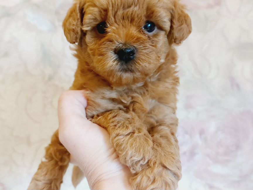 Мальтипу f1 mini мальчик