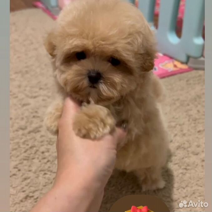 Супер мини и мини Мальтипушки девочки ф1