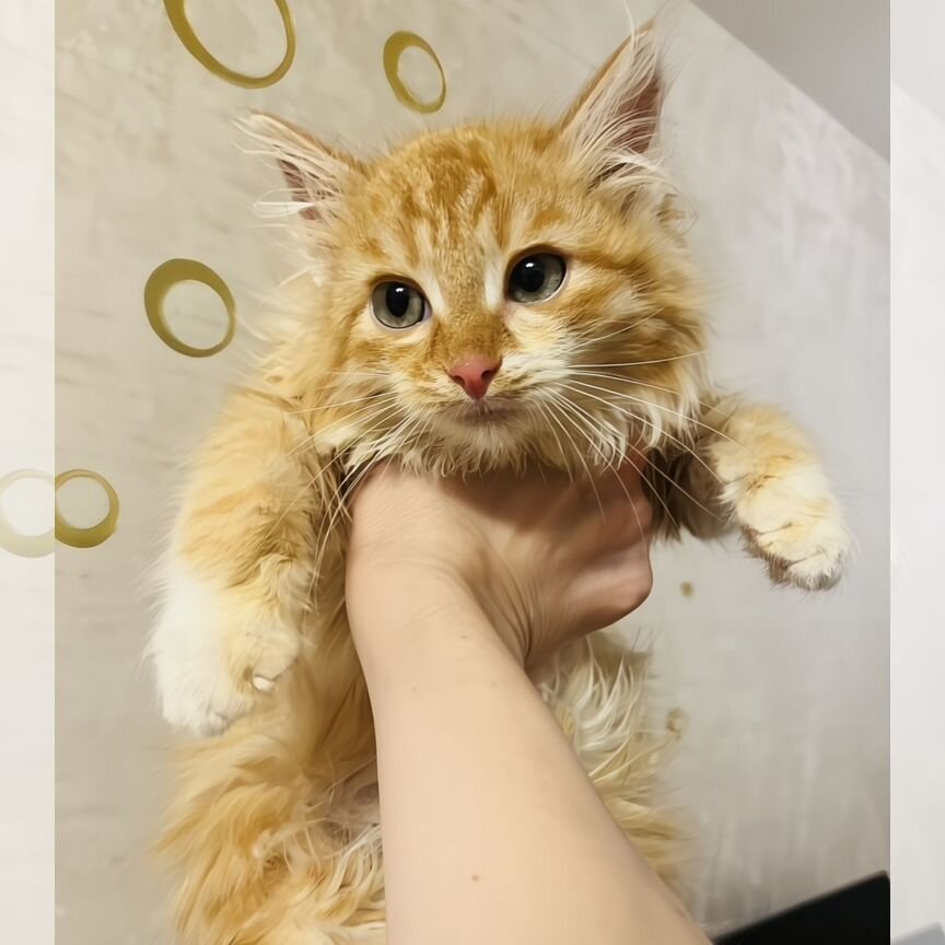 Сибирский котёнок