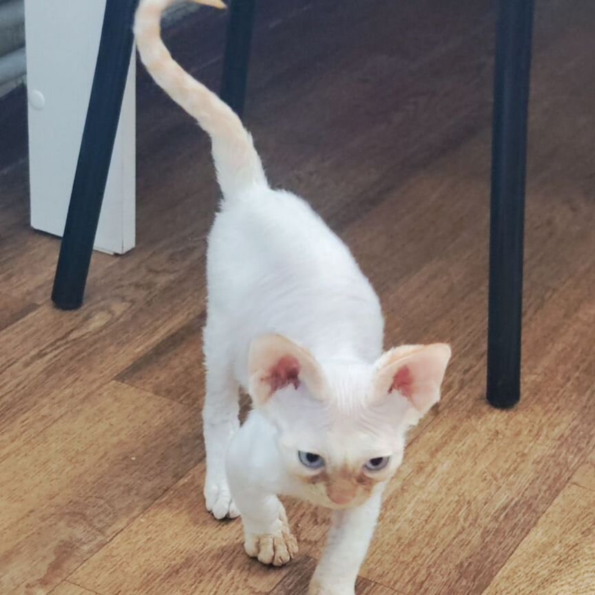 Котик девон рекс