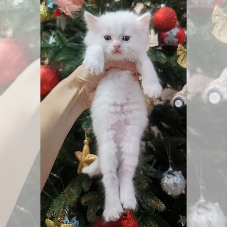 Котёнок от частного владельца