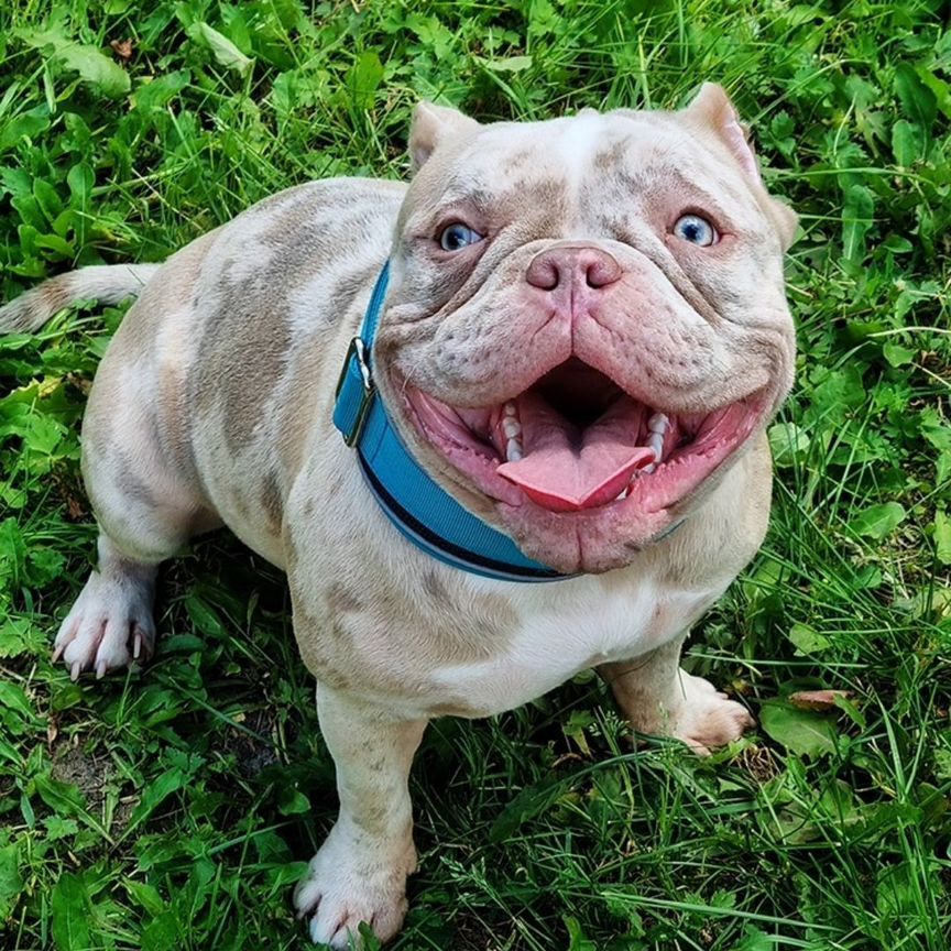 Американский булли Лилак Мерле