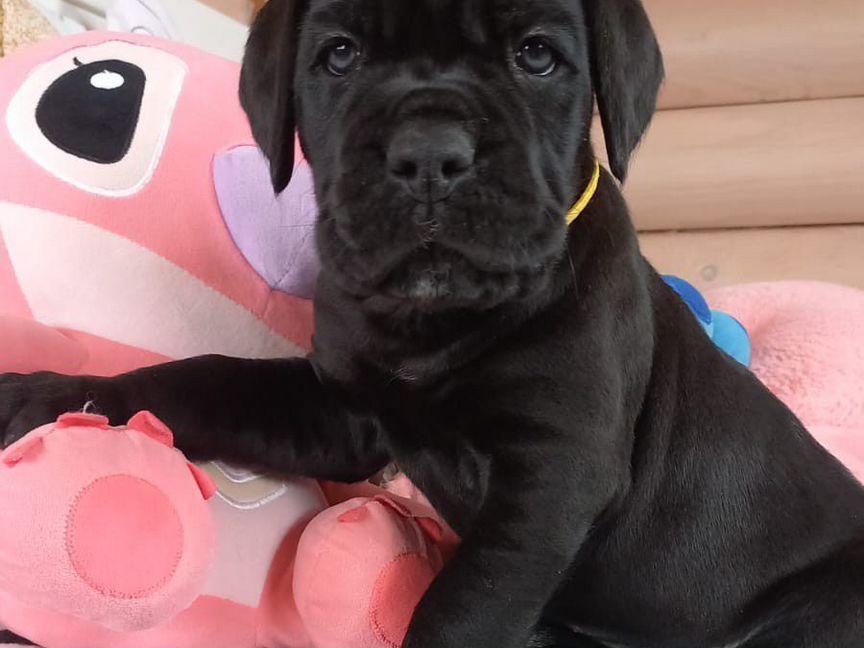 Кане Корсо девочка