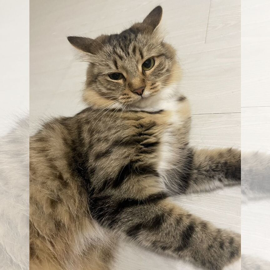 Взрослая, кошка в добрые руки