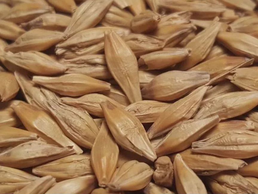 Зерно овес,пшеница