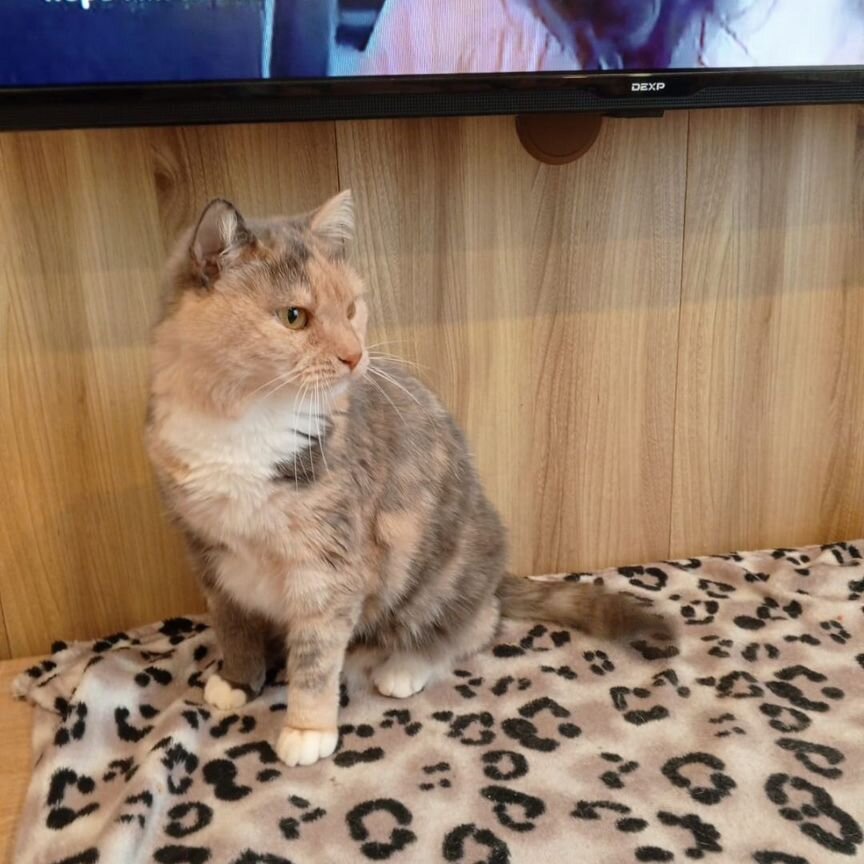 Кошка Алиса