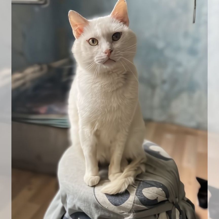 Взрослый кот в добрые руки