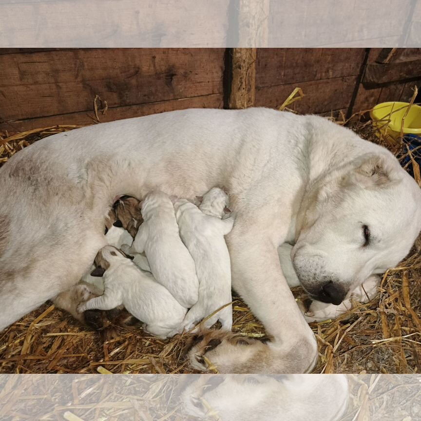 Среднеазиатская овчарка, щенок