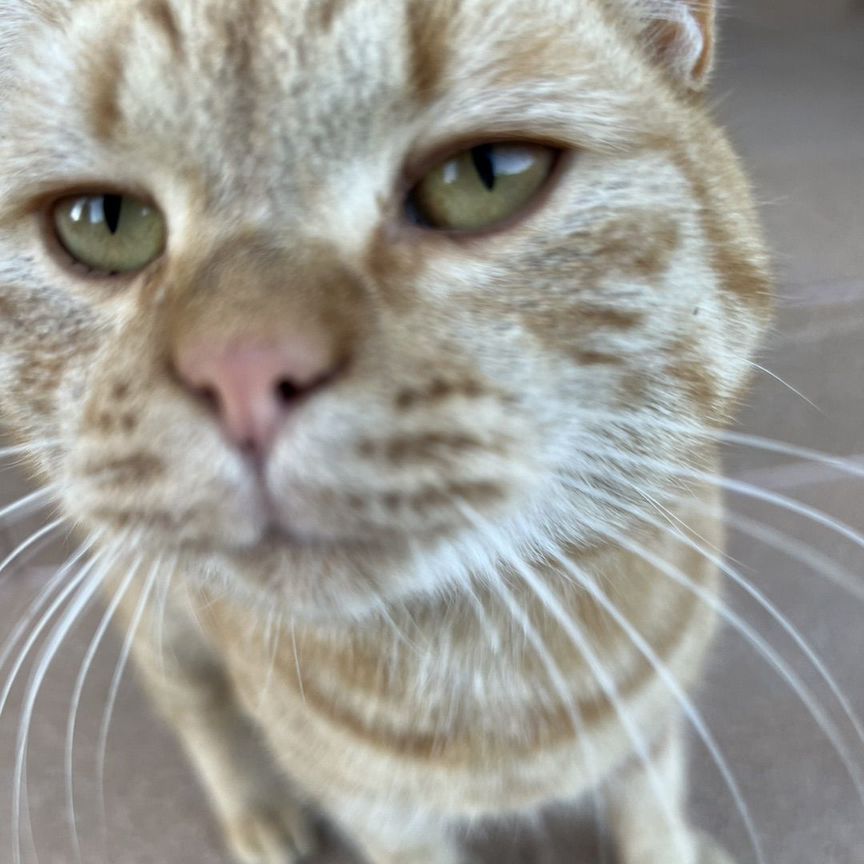 Кот в добрые руки (добрый)