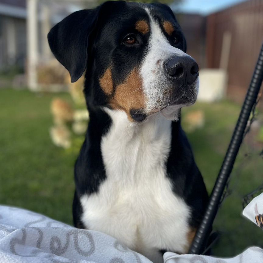 Вязка большой швейцарский зенненхунд (гросс)