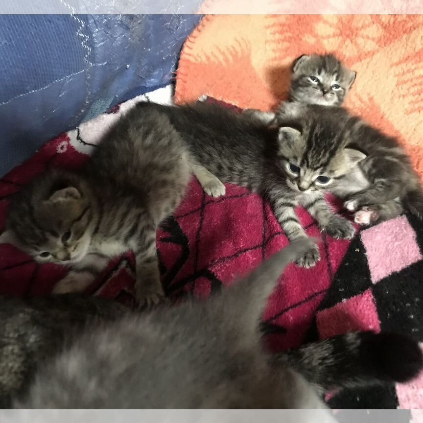 Британский короткошёрстный котёнок