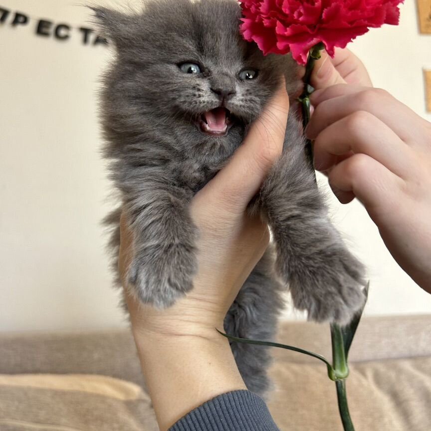 Британские котята