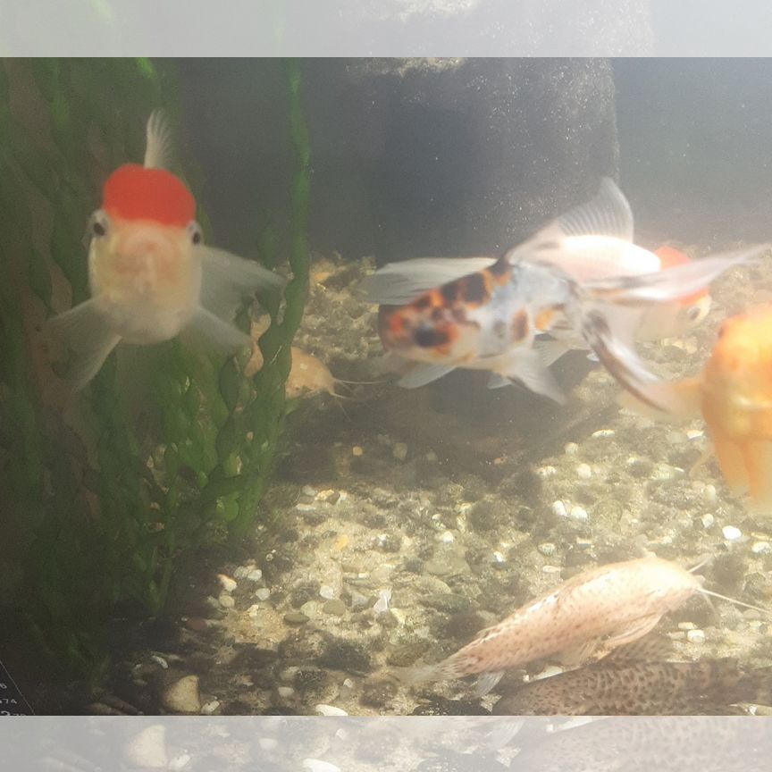 Рыбки. Мини разводня