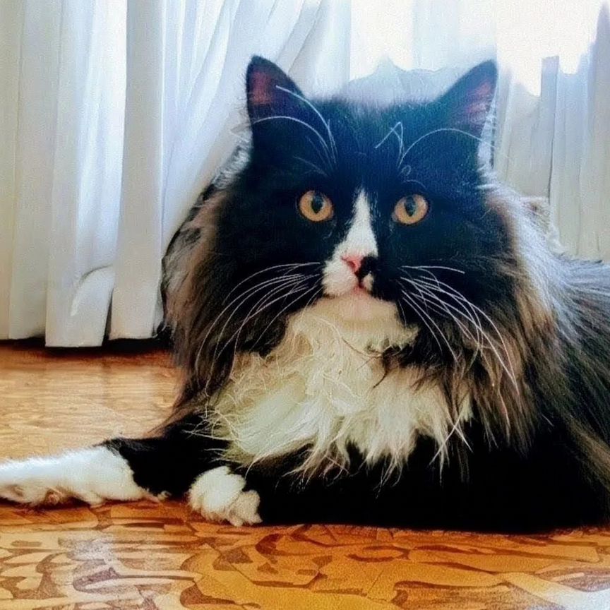 Взрослый кот в добрые руки