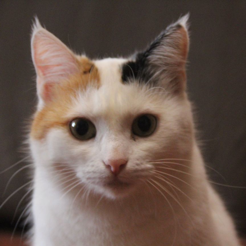 Трехцветная кошечка