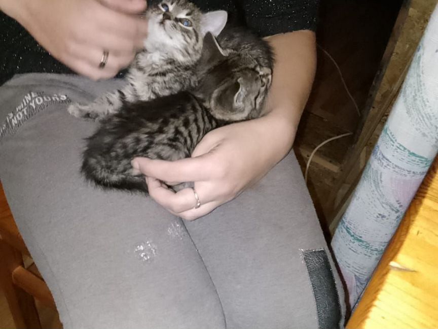 Котята в добрые руки