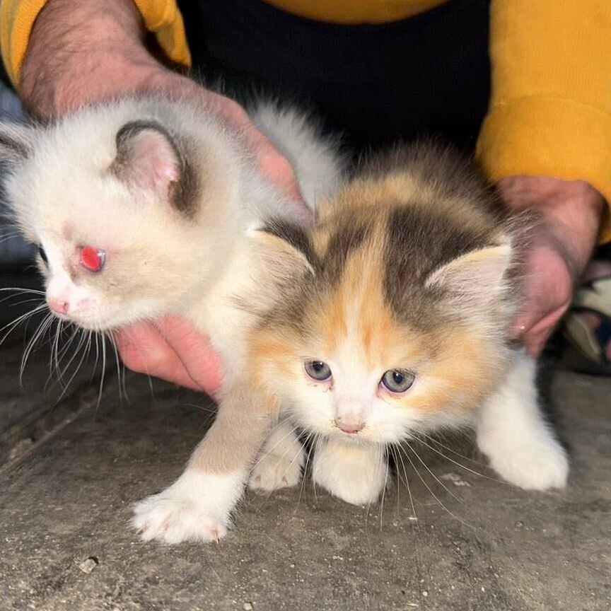 Котята в добрые руки бесплатно