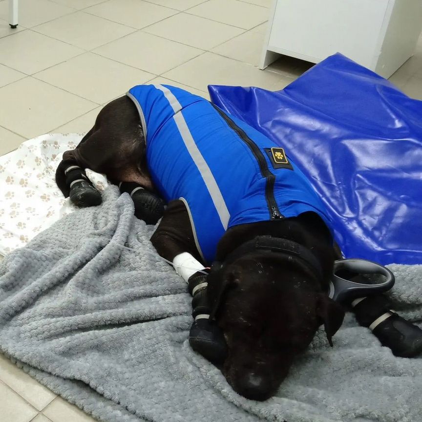 Помощь больной собаке