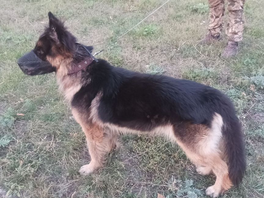 Немецкая овчарка вязка кобель