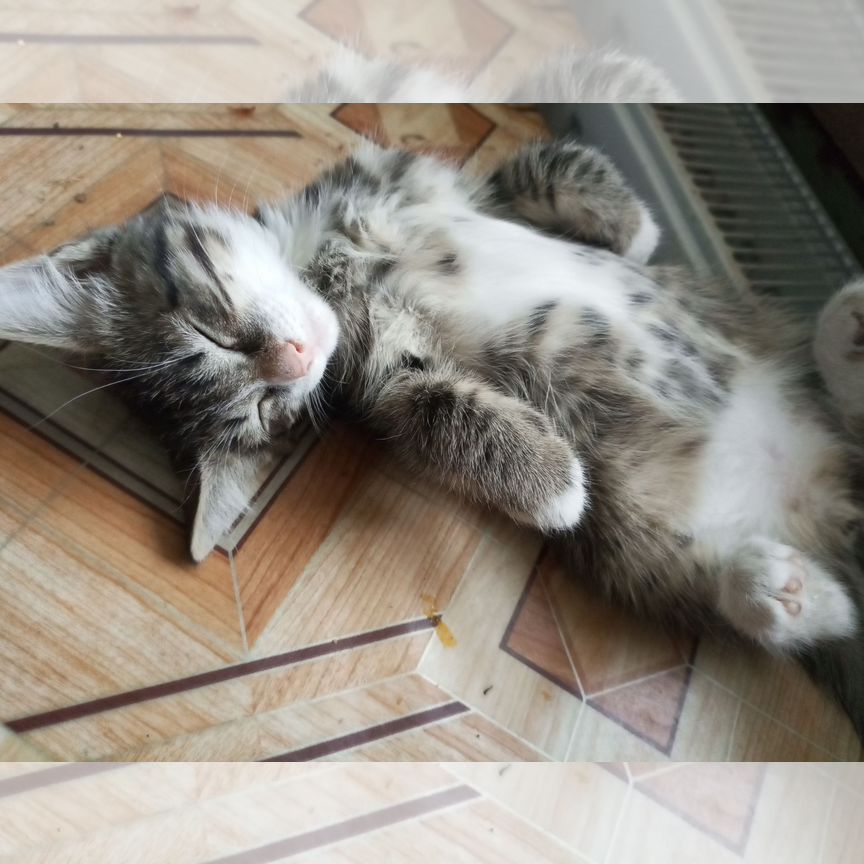 Котёнок в добрые руки