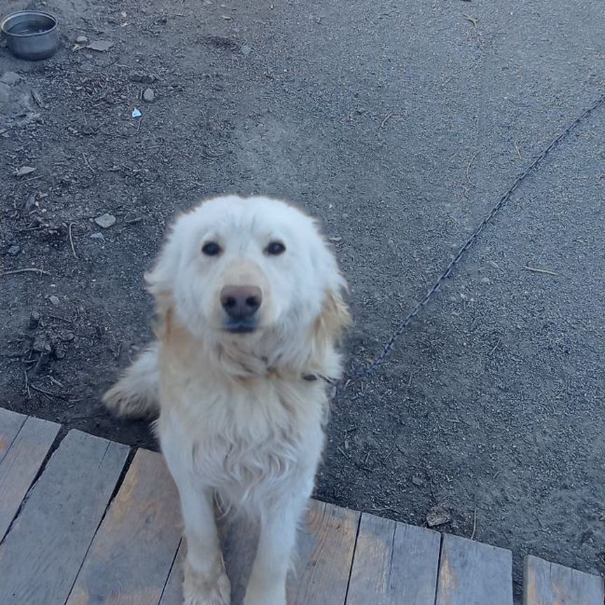 Спаниель в добрые руки