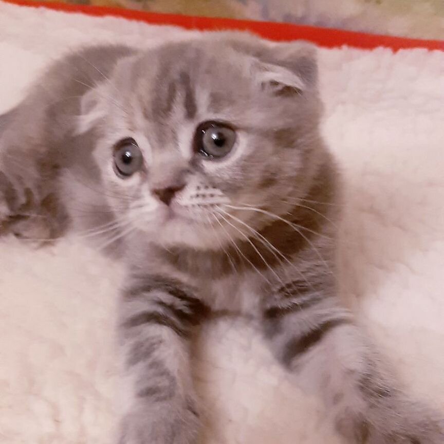 Шотландские котята