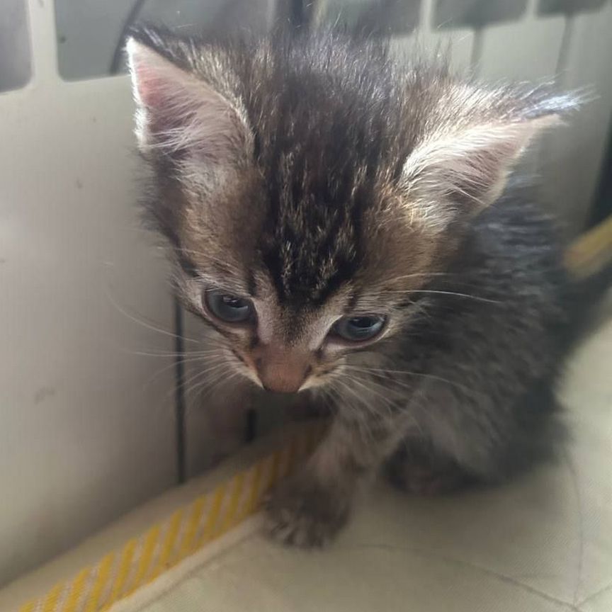 Котята в добрые руки бесплатно