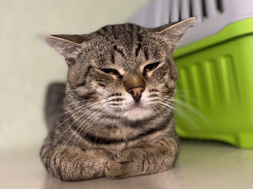 Кот нужен дом или передержка