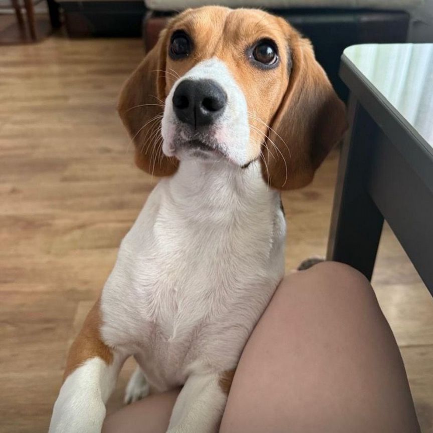 Бигль, щенок