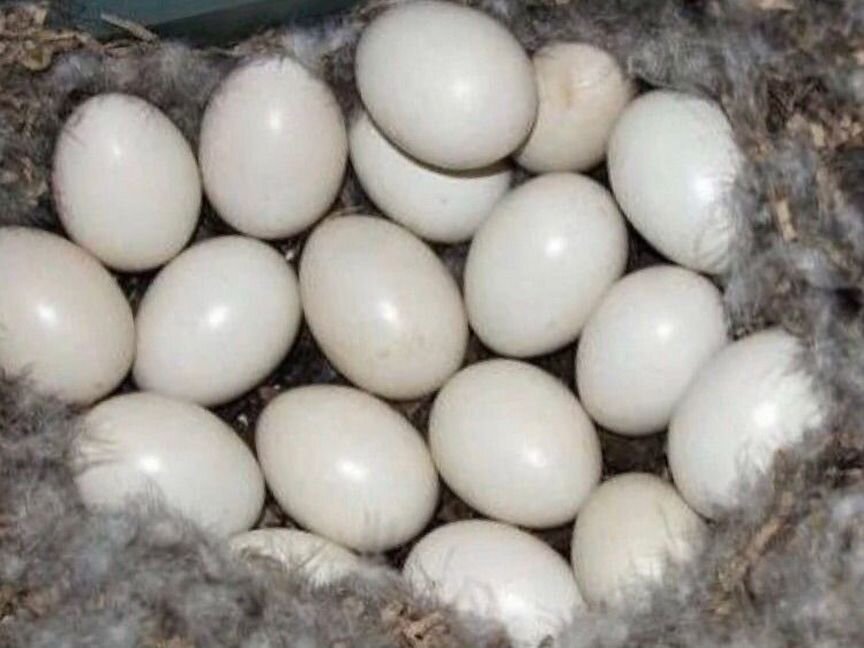 Инкубационное яйцо индоутки