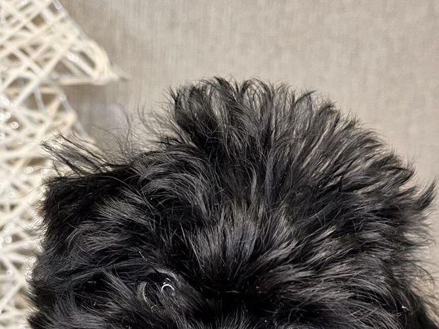 Аффенпинчер щенки от Чемпионов