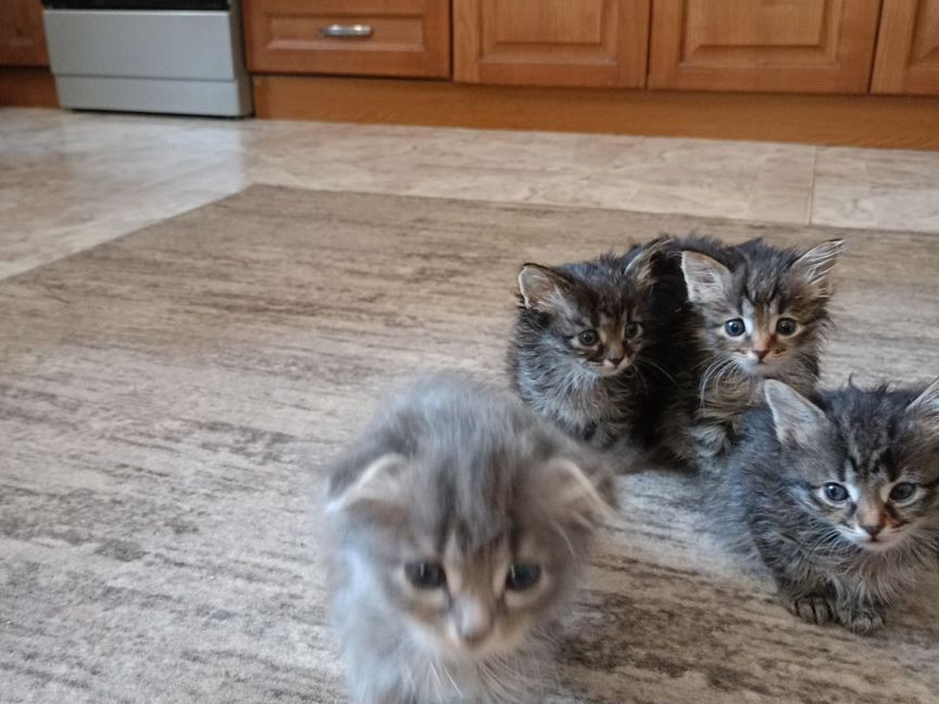 Котята в добрые руки приучены к лотку 1,5мес