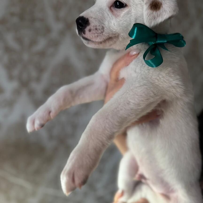 Щенки Снеговики новогодние в дар на выбор