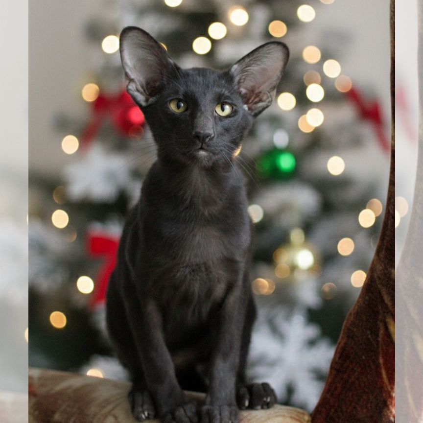 Ориентальный котёнок