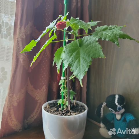 Клен комнатный абутилон купить в Ревде | Товары для дома и дачи | Авито