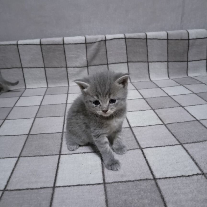 Вислоухие котята
