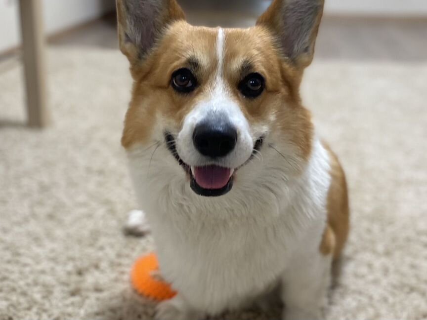 Вельш-корги пемброк мальчик вязка