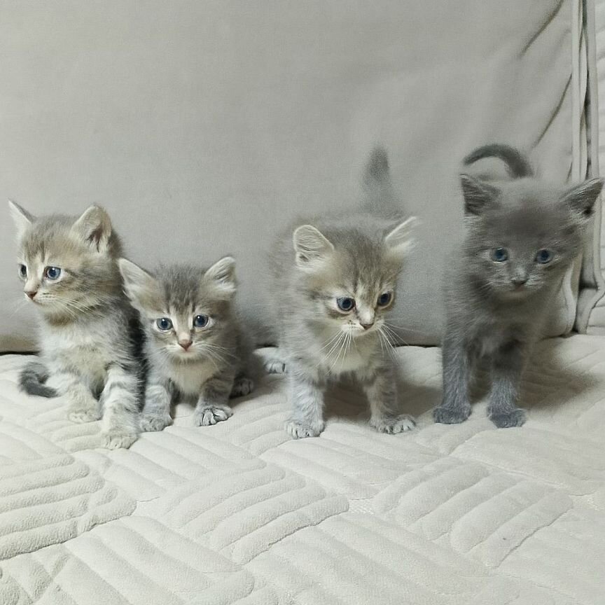 Котёнок от частного владельца