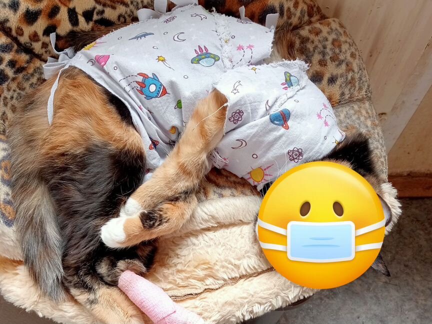 Одежда для маленьких собак и кошек