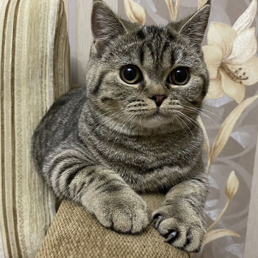 Шотландская прямоухая короткошёрстная, взрослая кошка