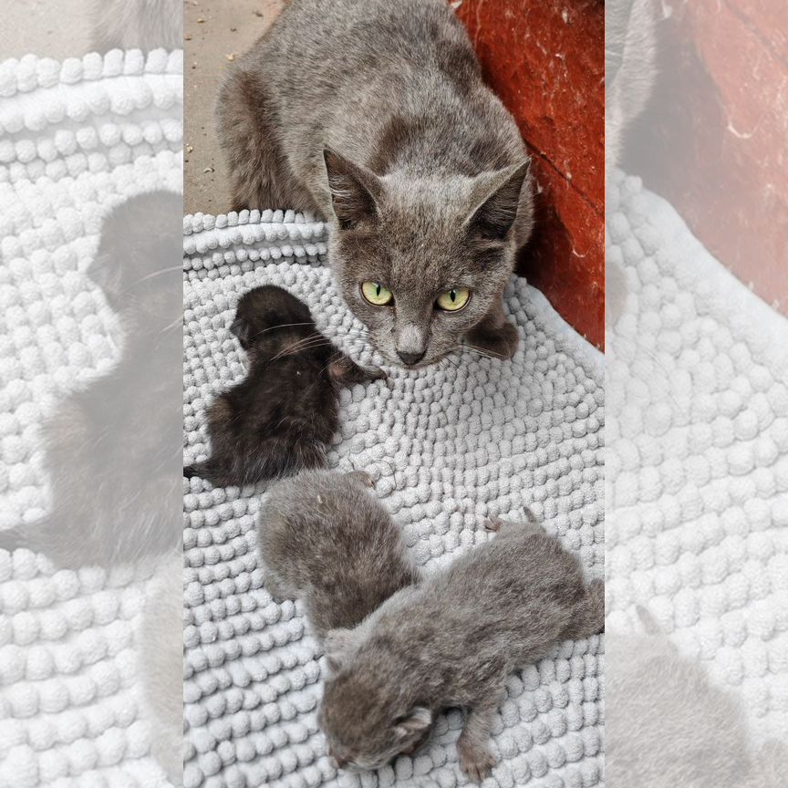 Британский короткошёрстный котёнок