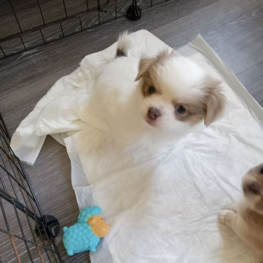 Мальчик Чихуахуа длинник