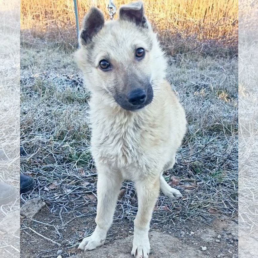 Щенок в добрые руки