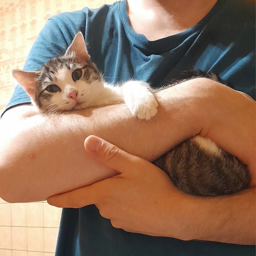 Котенок Мальчик