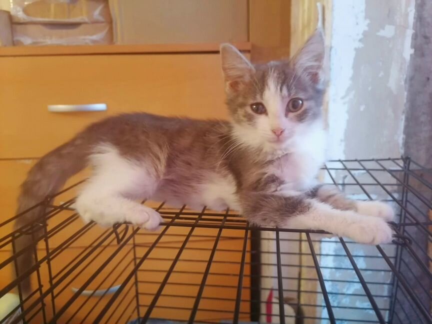 Котенок Стеша в поисках семьи