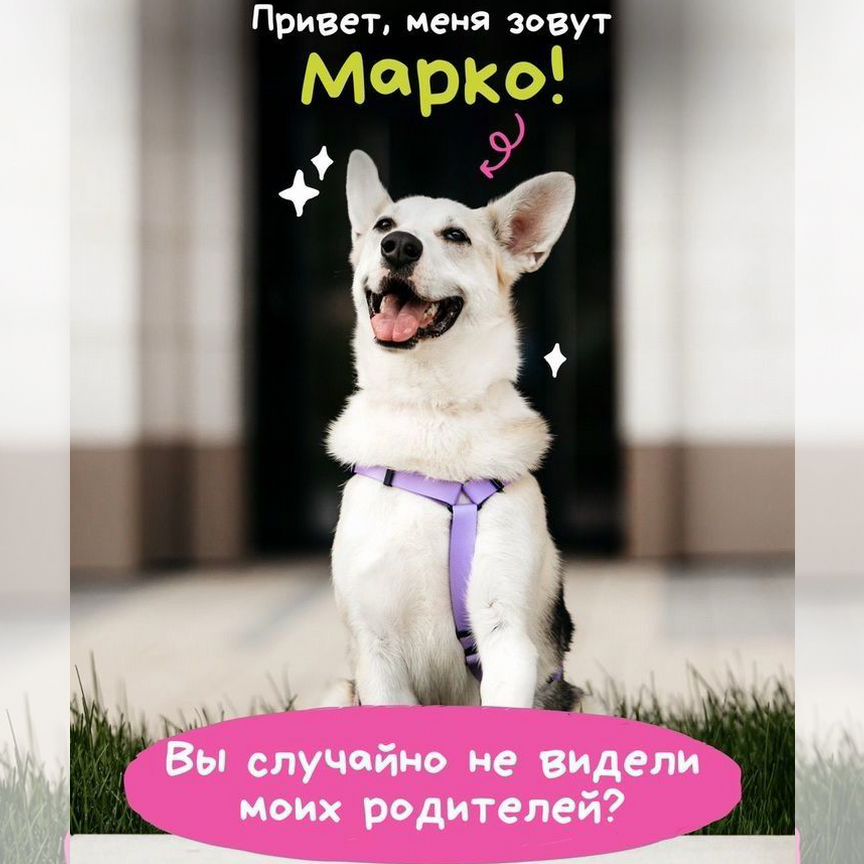 Взрослый пёс в добрые руки