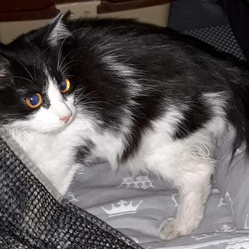 Чудесного котенка в добрые руки