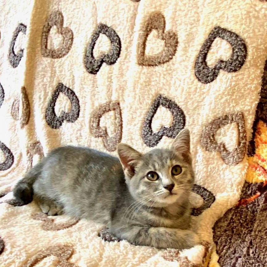 Супер ласковый котенок