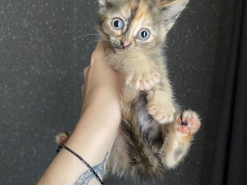 Кошка