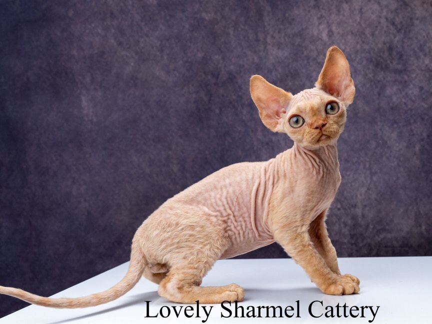 Котята Девон Рекс